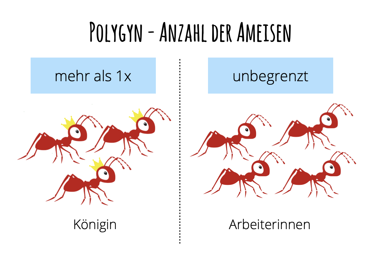 Polygyn - AntsNature - Faszination Ameisen